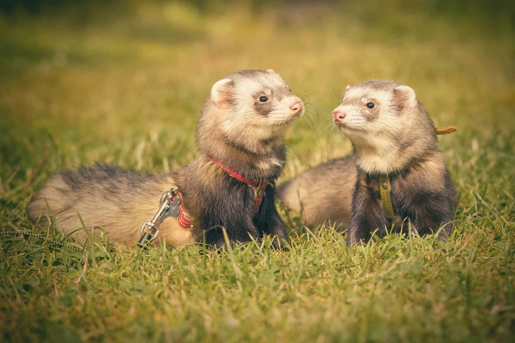 Guide To A Happy, Healthy Ferret - PetSmart Veterinary Services ...